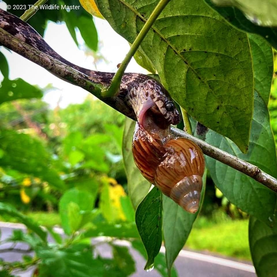 Cloudy Snail-eating Snake from RJ4V+JVQ, Filette, Trinidad and Tobago ...