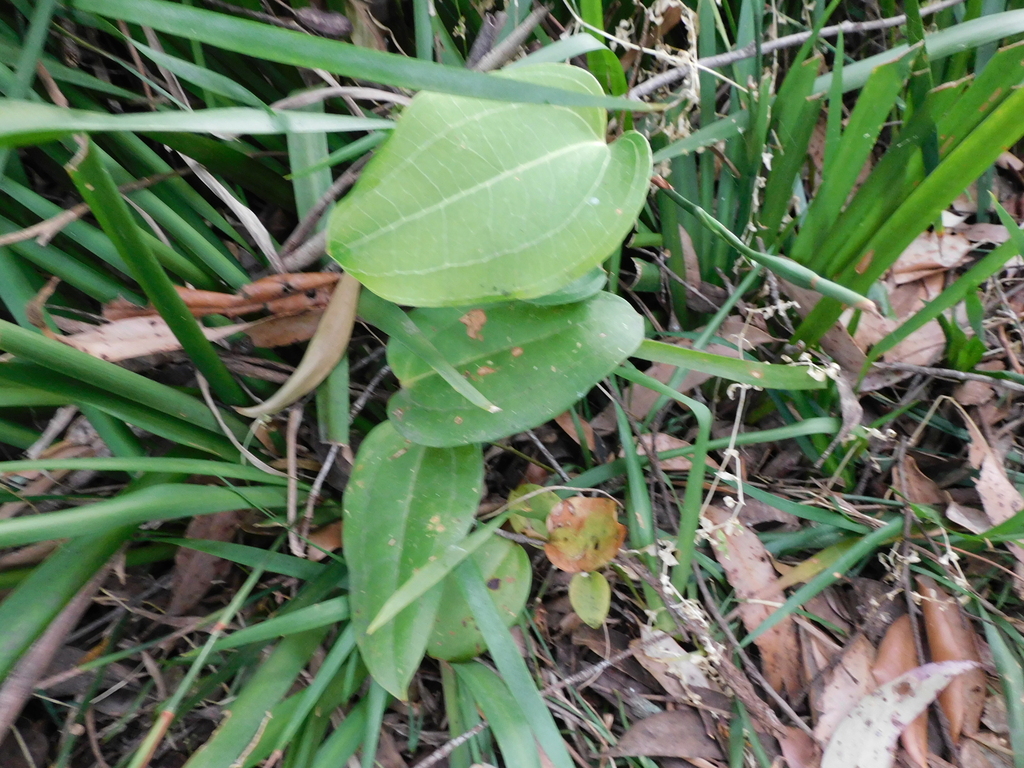 Austral Sarsaparilla from Bowen Mountain NSW 2753, Australia on September 26, 2023 at 04:06 PM ...