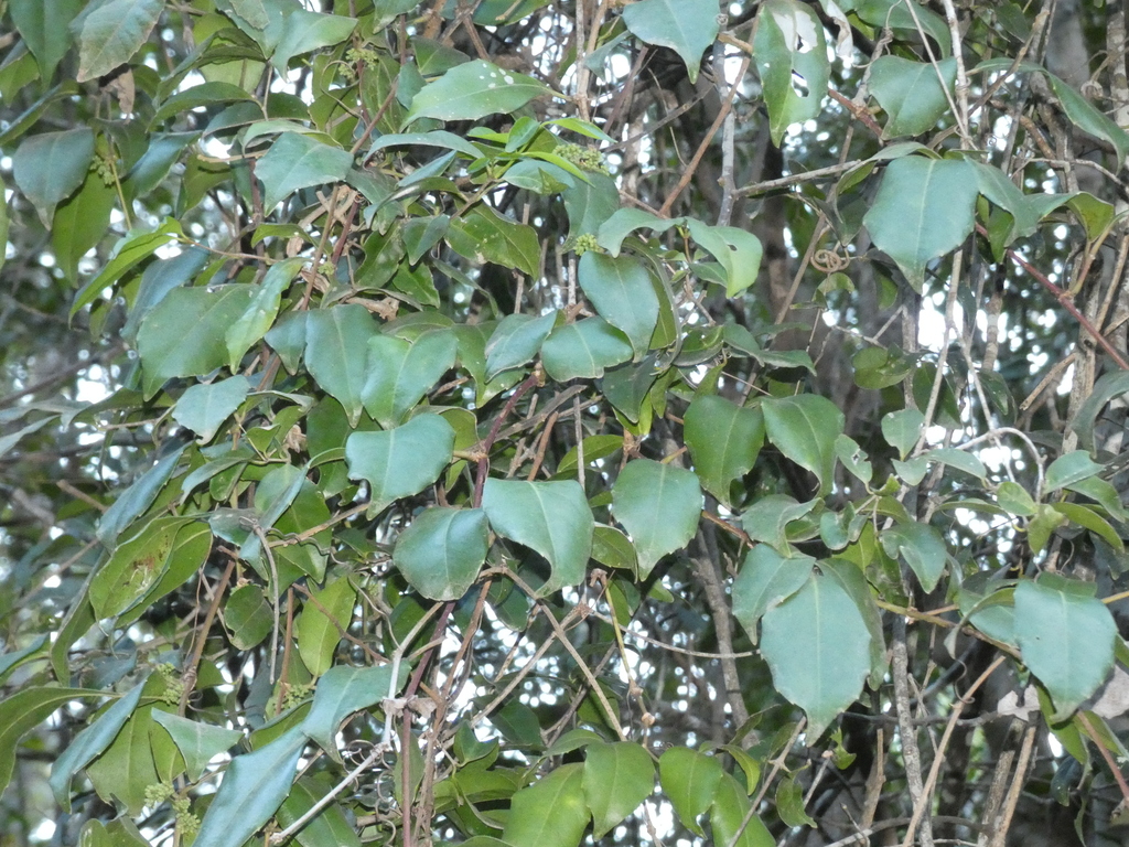 Native Grape from Cambroon QLD 4552, Australia on September 25, 2023 at ...