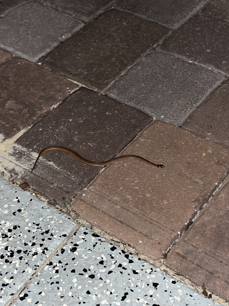 Colubrid Snakes in September 2023 by Dayaan Siddiqi · iNaturalist