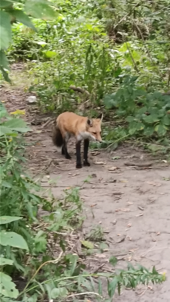 Red Fox from North Riverdale, Toronto, ON, Canada on September 26, 2023 ...