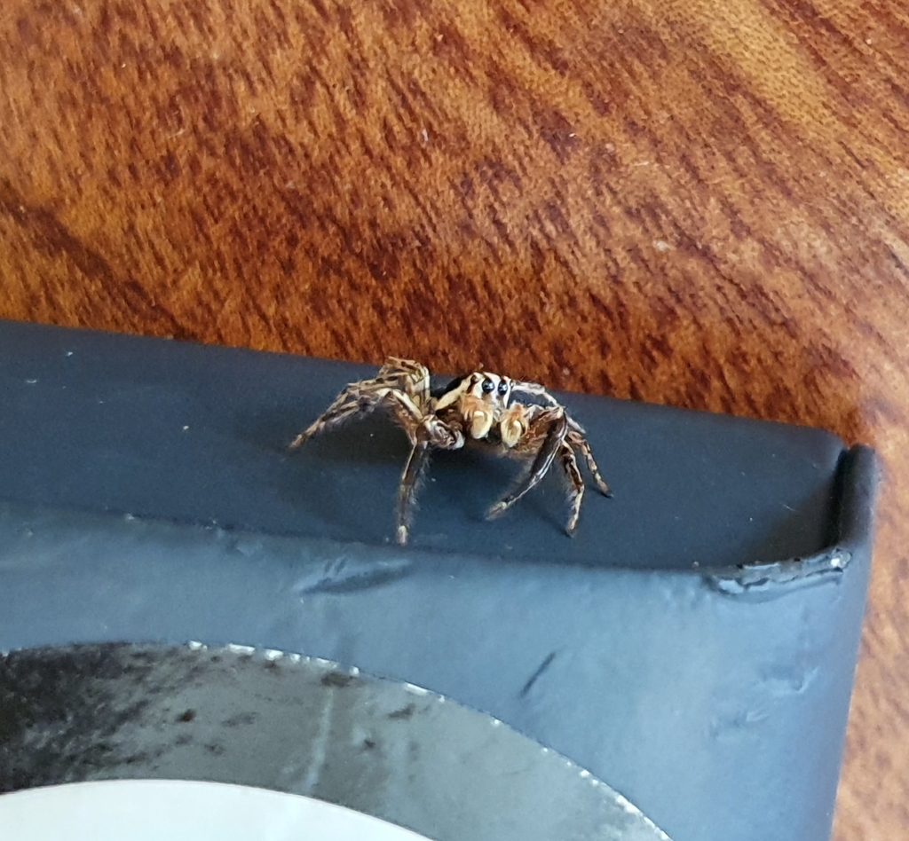 Pantropical Jumping Spider from Ouesso, Republic of the Congo on May 24 ...