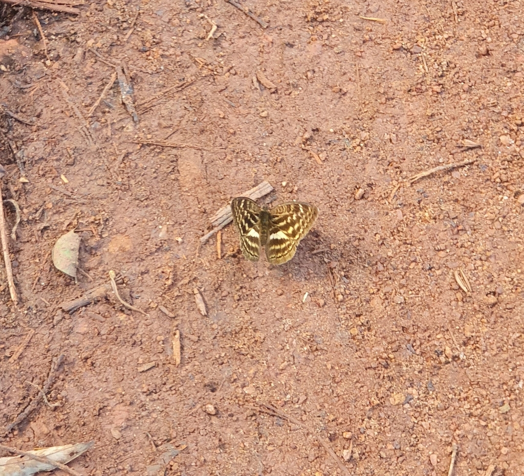 Admirals and Allies from Ouesso, Republic of the Congo on May 27, 2022 ...
