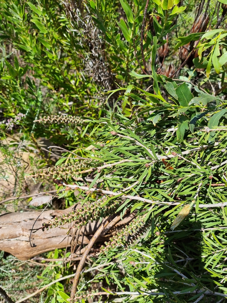 Melaleuca rugulosa from Table Mountain (Nature Reserve), Cape Town ...