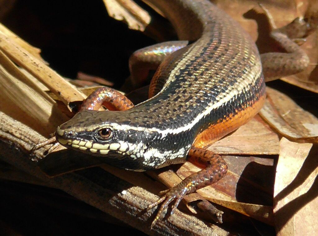 Black-throated Rainbow-skink from Watsonville QLD 4887, Australia on ...