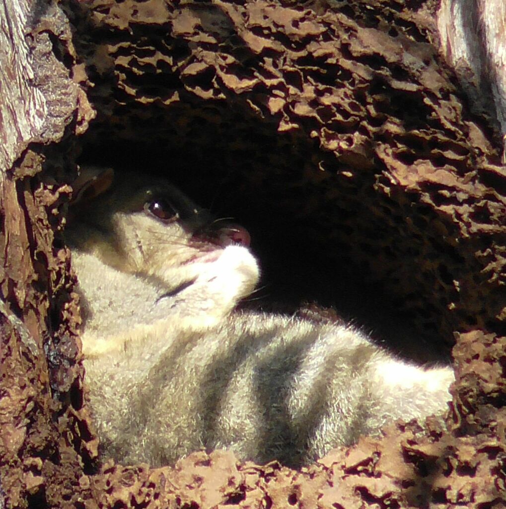Common Brushtail Possum from Watsonville QLD 4887, Australia on ...