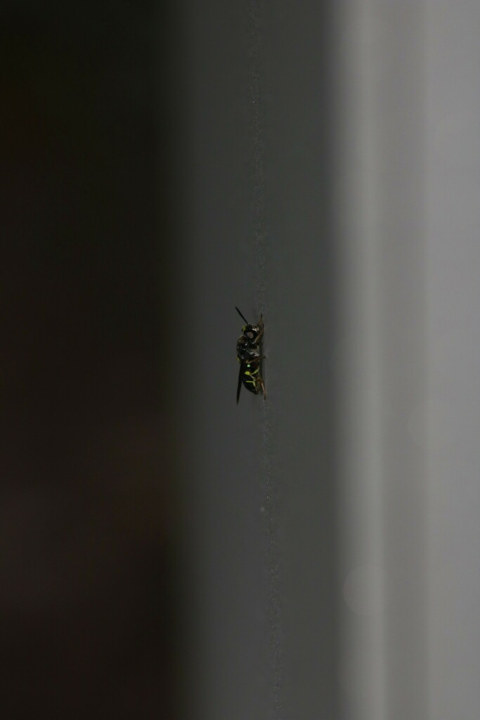 Winged and Once-winged Insects in September 2023 by Sergio Henriques ...