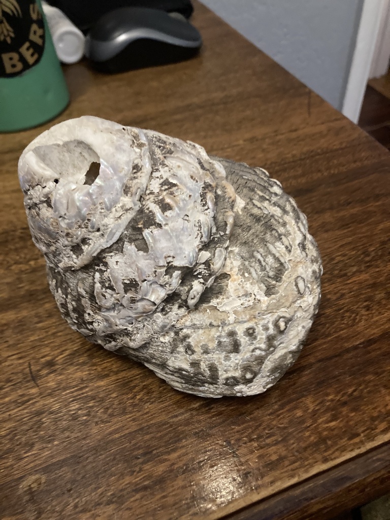 Wavy Turban from Sand Point Rd, Carpinteria, CA, US on September 26 ...