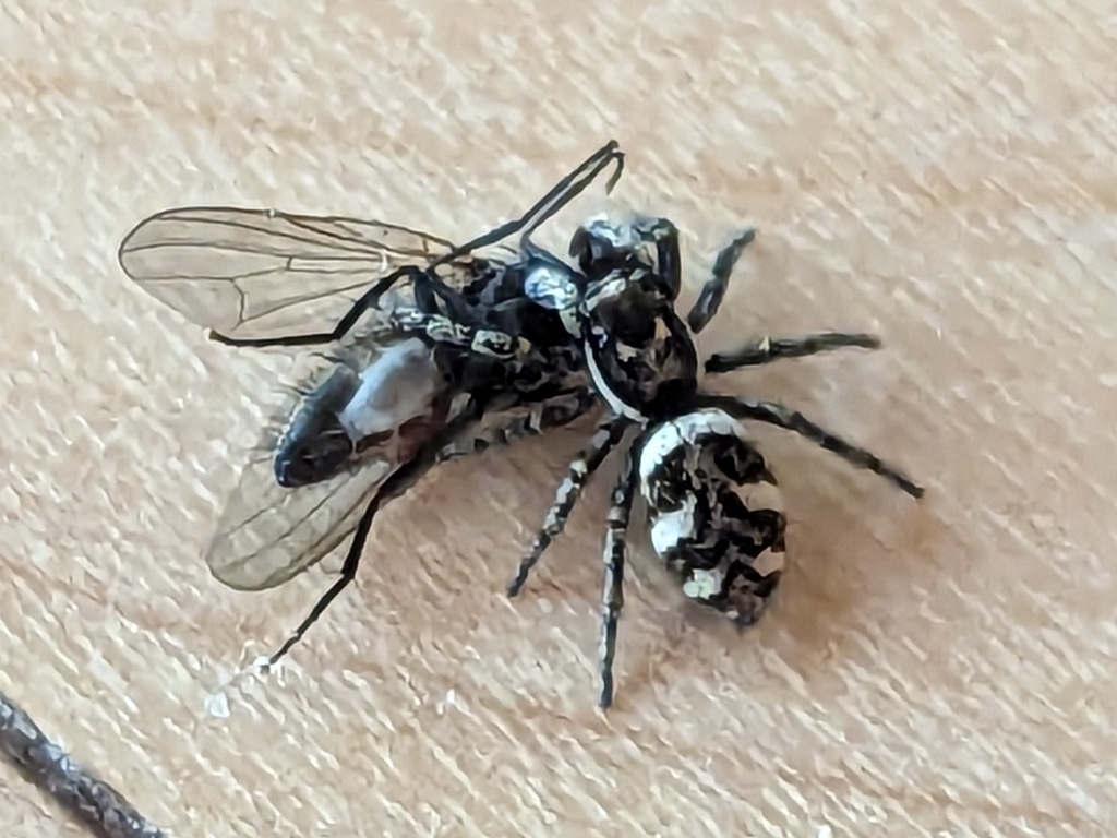 Zebra Jumping Spider from Saint-Pierre, PM on September 26, 2023 at 01: ...