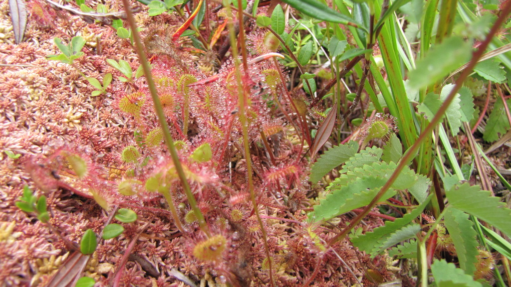round-leaved sundew in August 2009 by Alex Wright. Anemone oregana A ...