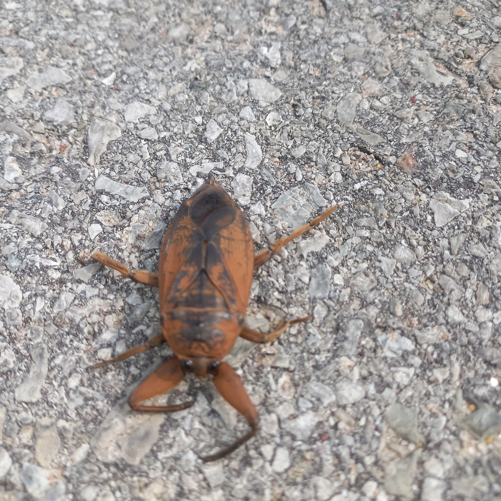 American Giant Water Bug from Innisfil, ON L9S 2N5, Canada on September ...