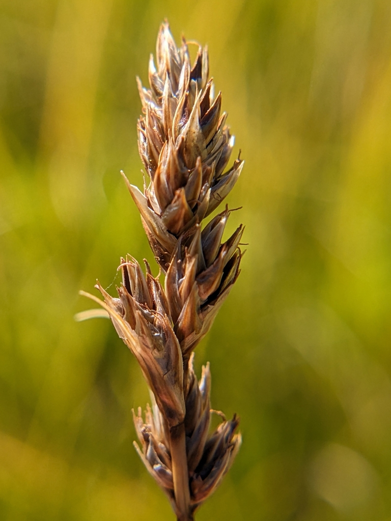 field sedge from Weldon, CA 93283, USA on September 23, 2023 at 03:05 ...