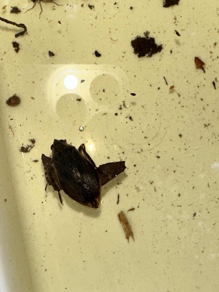 Giant Water Bugs from Nagog Hill Rd, Littleton, MA, US on September 22 ...