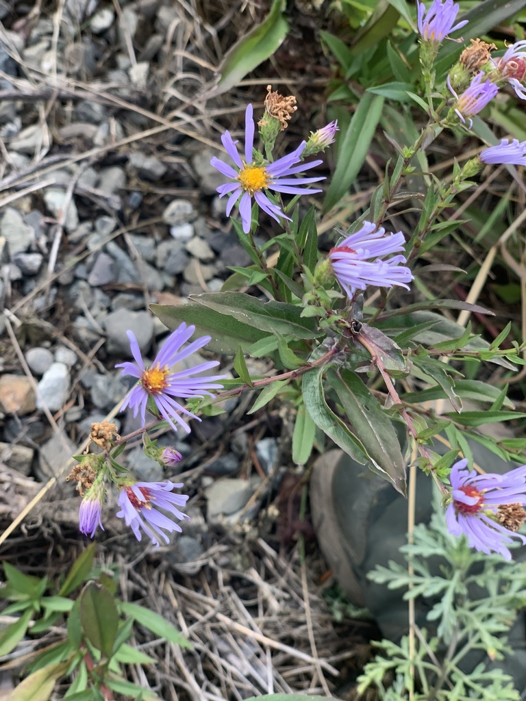 Pacific Aster from Indian Island, Nordland, WA, US on September 26 ...