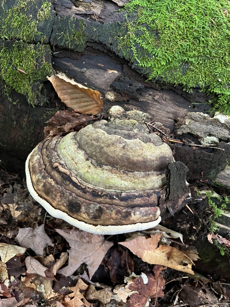 Ochre-banded Conk from Green Mountain and Finger Lakes National Forests ...