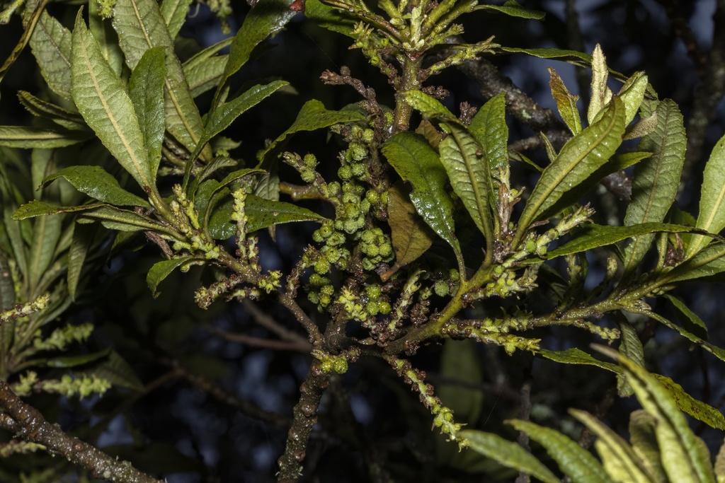Morella pubescens from Carretera Interamericana Sur, Paraiso, Cartago ...