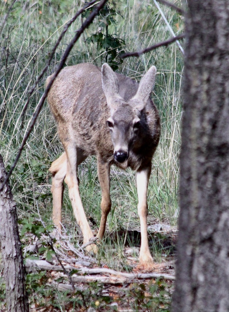 Mule Deer from Otero County, NM, USA on September 23, 2023 at 11:16 AM ...