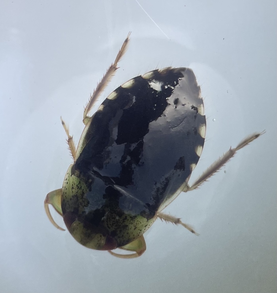 Pelocoris femoratus from Pond Hill Rd, Barrington, NH, US on September ...