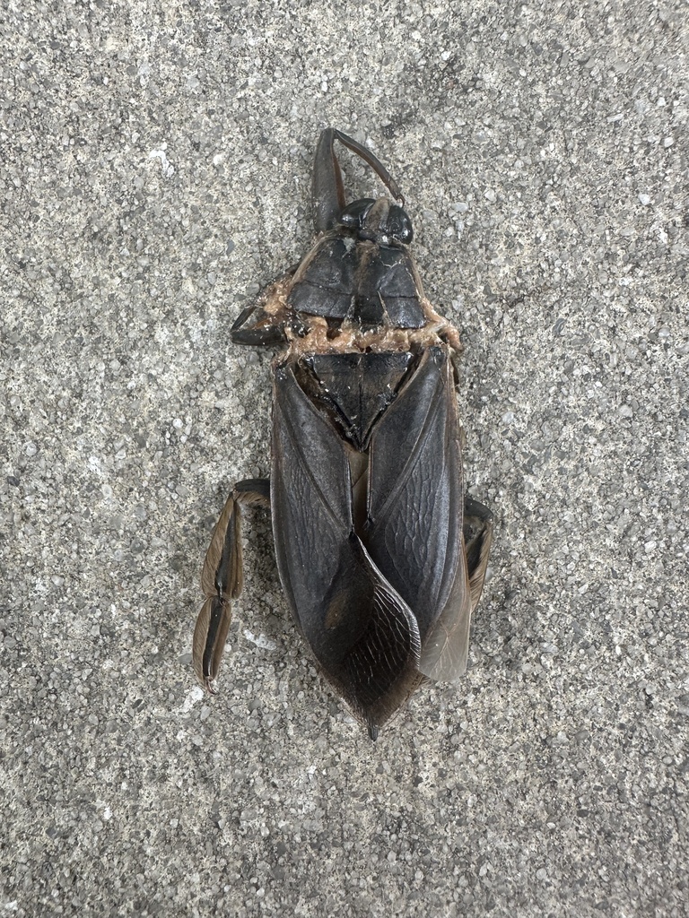 Eastern Toe-biter from University of South Florida, Tampa, FL, US on ...