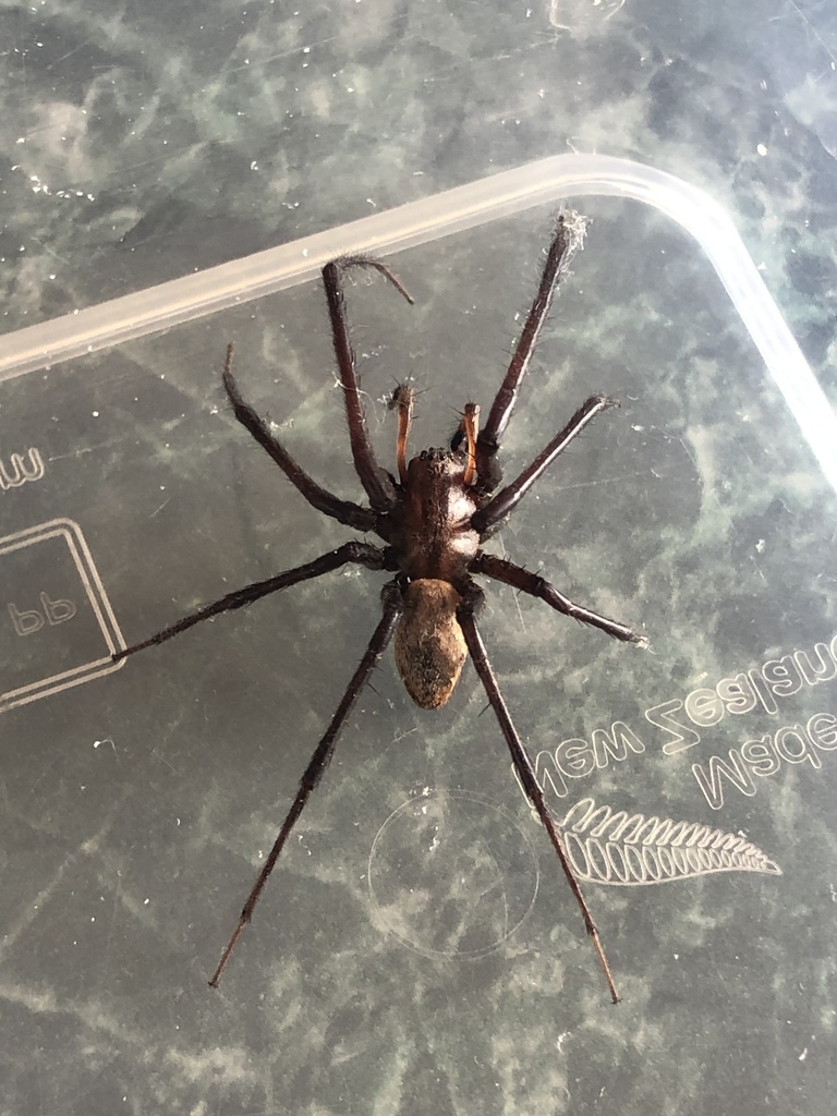 Bush Spider in September 2023 by t3ssnz · iNaturalist
