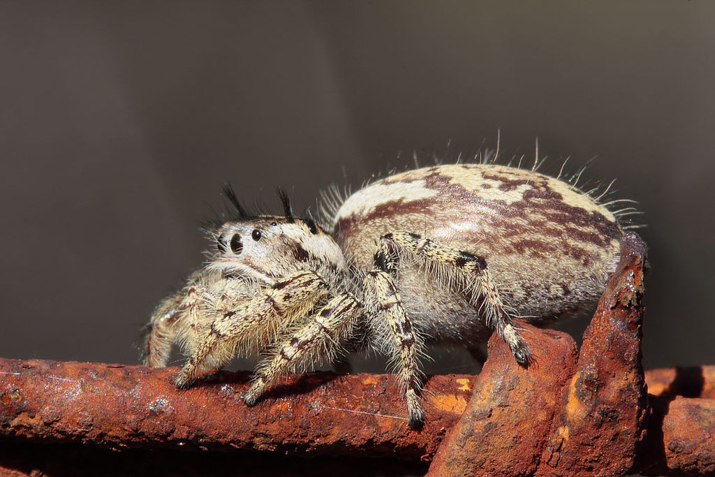 Phidippus arizonensis from Garfield, Texas, United States on November 4 ...