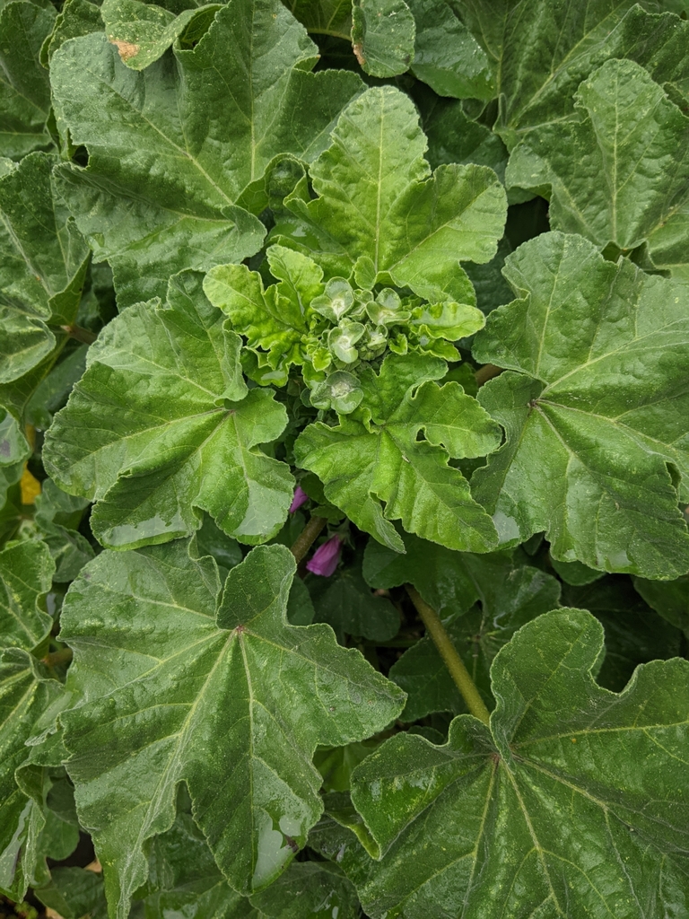 Tree Mallow from South New Brighton, Christchurch, New Zealand on ...