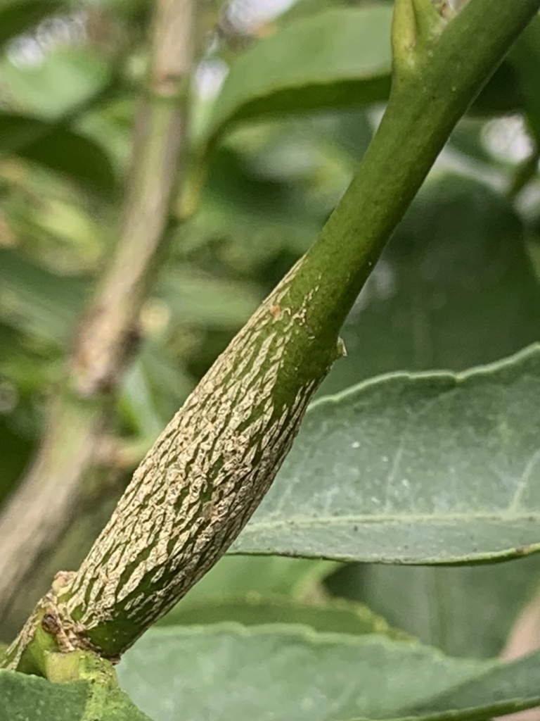 citrus gall wasp from Maslen Cl, Frankston, VIC, AU on September 27 ...