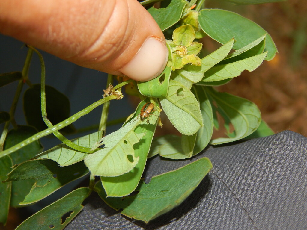 Deuteronoda suturalis from Chocholá Municipality, Yucatan, Mexico on ...