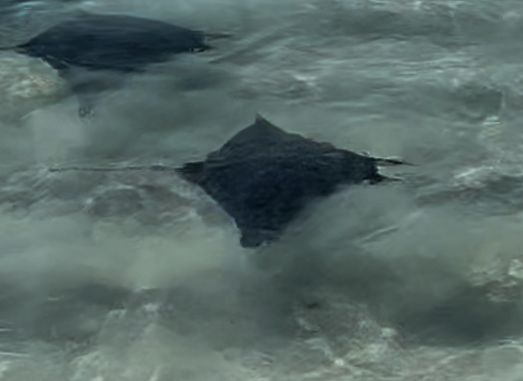 Atlantic Pygmy Devil Ray in September 2023 by Brian Cammarano · iNaturalist