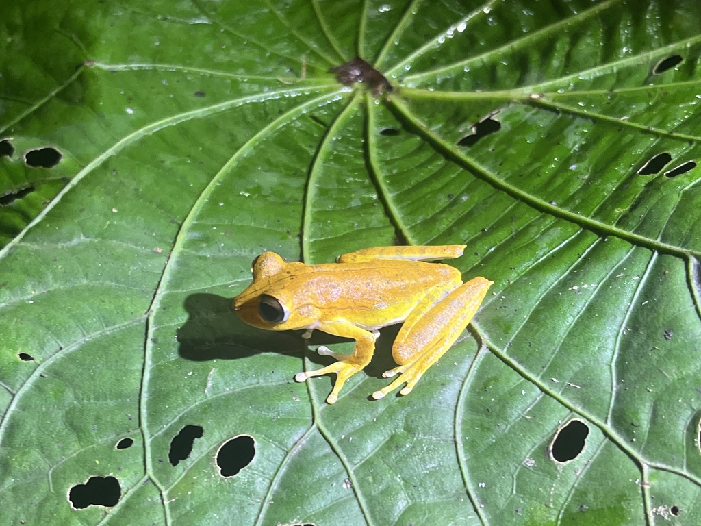 Gladiator Tree Frogs from Requena, PE-LO, PE on September 21, 2023 at ...