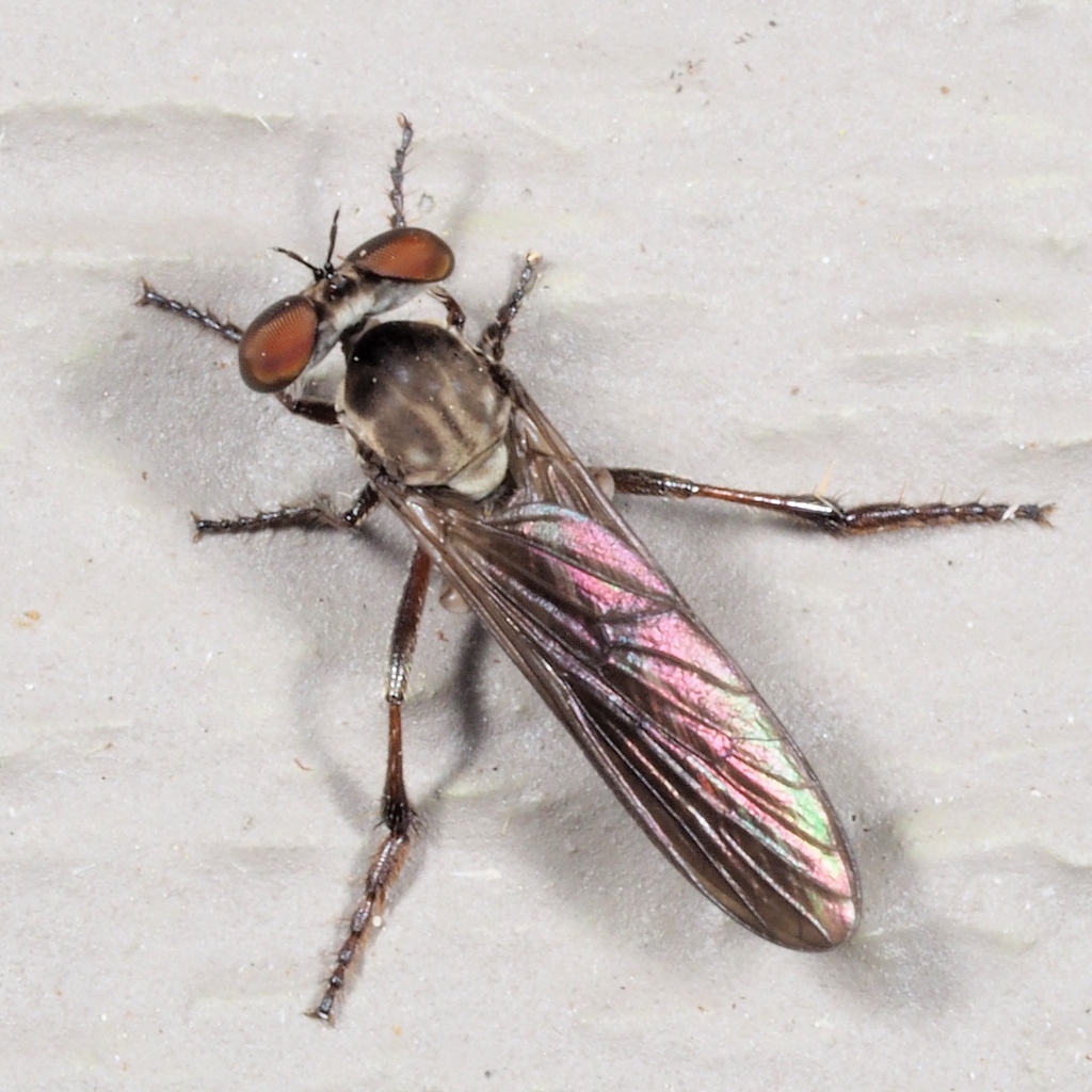 Gray Goggle Eye from Bville on September 3, 2023 at 10:13 PM by ...