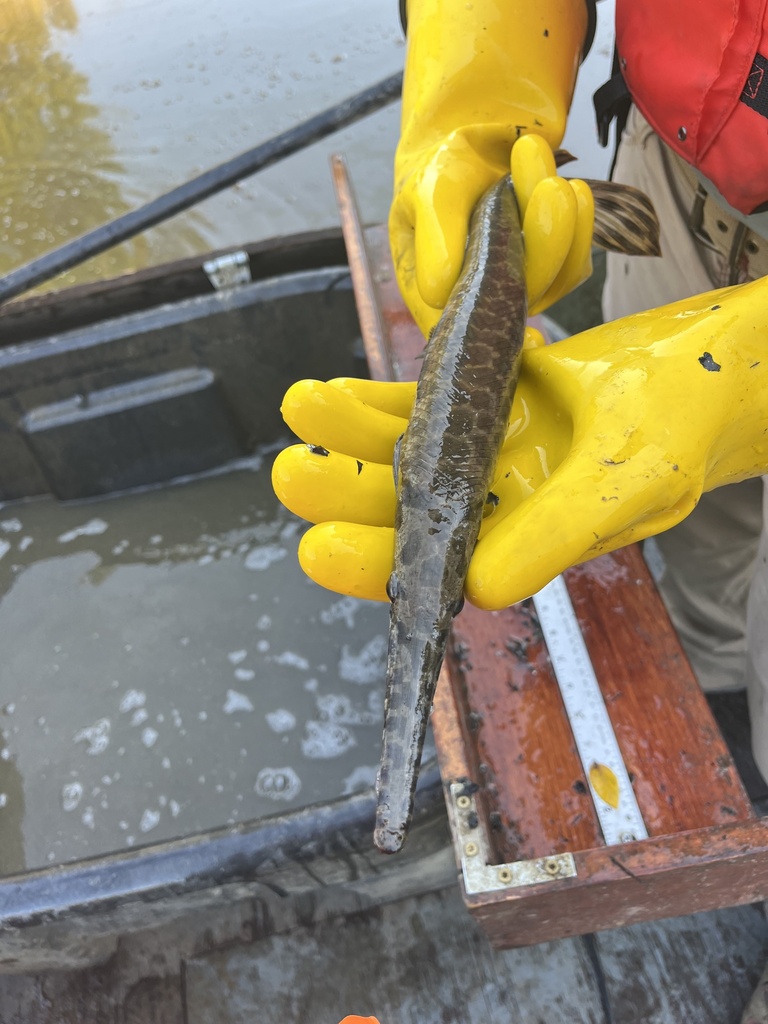 Spotted Gar from Karnak, IL, US on September 26, 2023 at 10:22 AM by ...