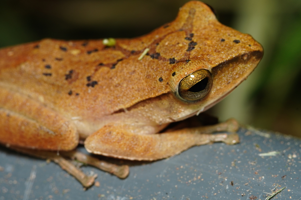 Brown Tree Frog from 香港 on September 24, 2023 at 05:01 PM by Hin ...