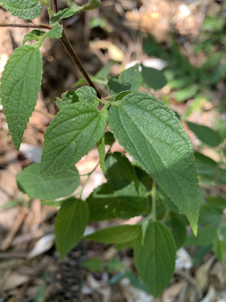 Nettle Tree from Sunrise Bvd, Byron Bay, NSW, AU on September 27, 2023 ...