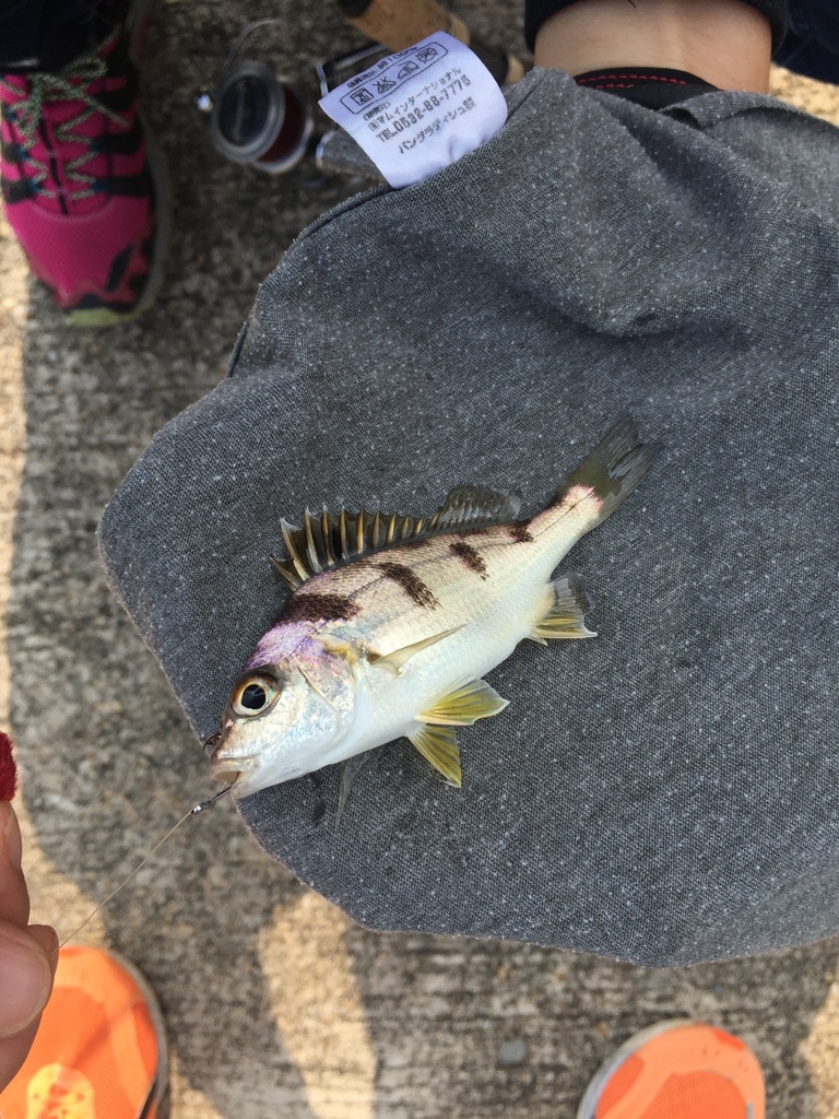 Blotched Javelin (Pomadasys maculatus) - Marine Life Identification