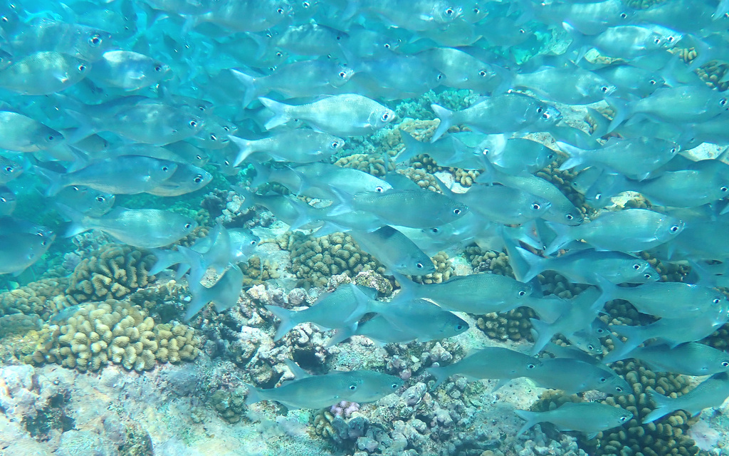 Reticulated Flagtail from Rangiroa, French Polynesia on September 19 ...