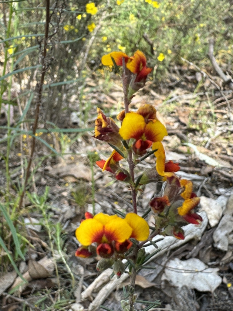 showy parrot-pea from Chiltern-Mt Pilot National Park, Chiltern, VIC ...