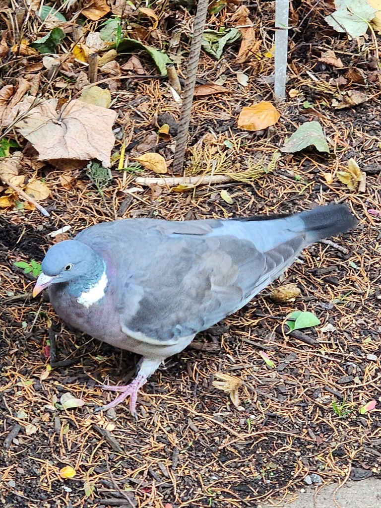 Common Wood-Pigeon from Edinburgh, Scotland, GB on September 26, 2023 ...