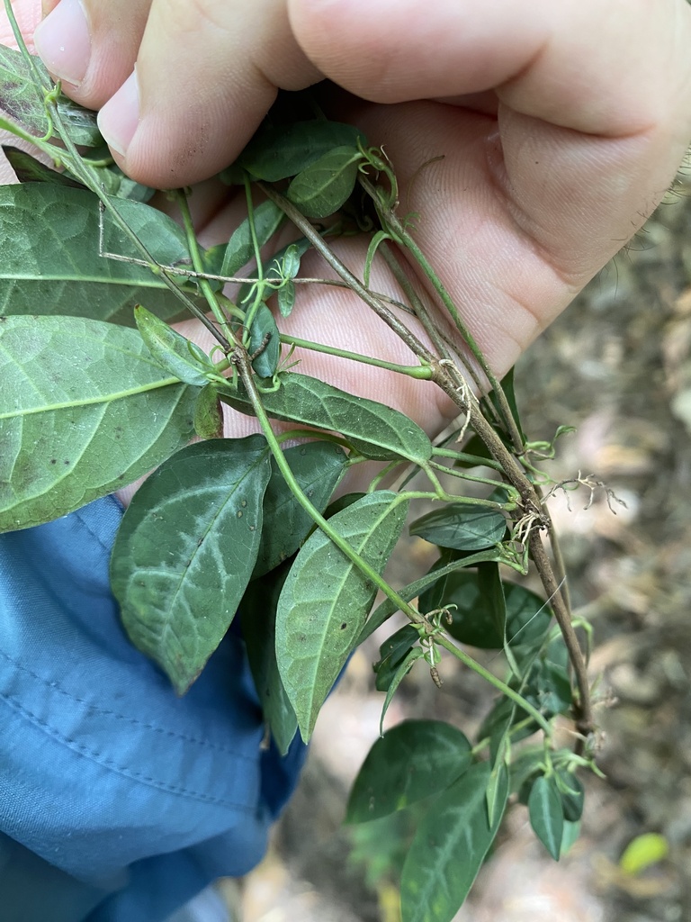 Catclaw vine from Howard Springs Nature Park, Howard Springs, NT, AU on ...