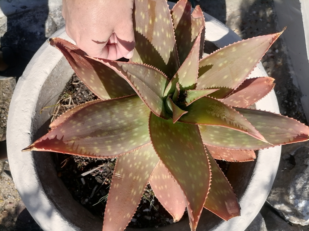 spotted aloe hybrid from Port Beaufort, South Africa on September 27 ...