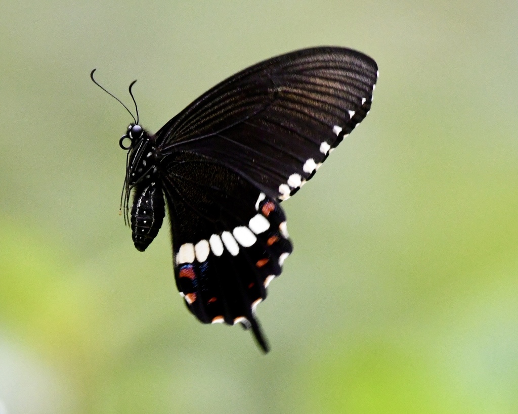 Common Mormon Swallowtail from Tsiu Hang Special Area, Sai Kung, New ...