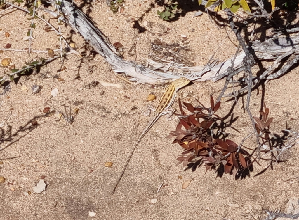 Spotted Dragon from Kalbarri National Park WA 6536, Australia on ...