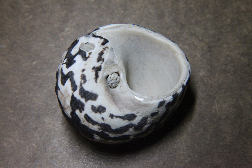 West Indian Top Shell from Oak Island, Oak Island, NC, US on September ...