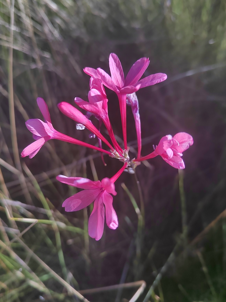 Ixia splendida in November 2022 by Bernard Frauenknecht. locally common ...