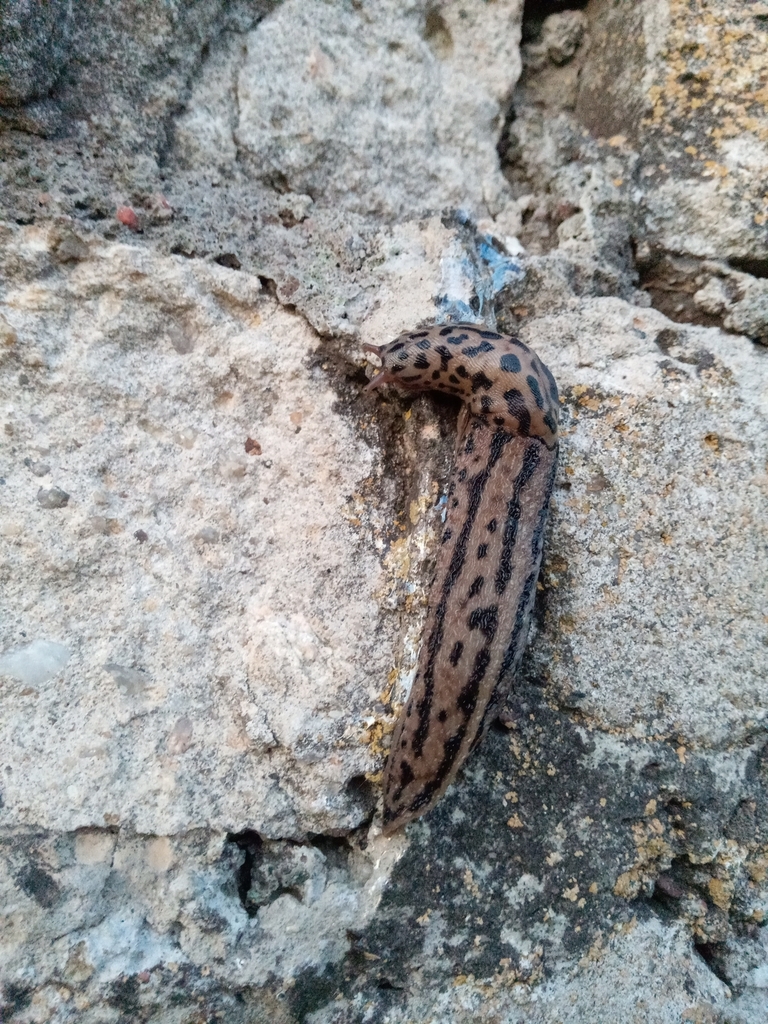 Leopard Slug in June 2023 by Світлана Данилова · iNaturalist
