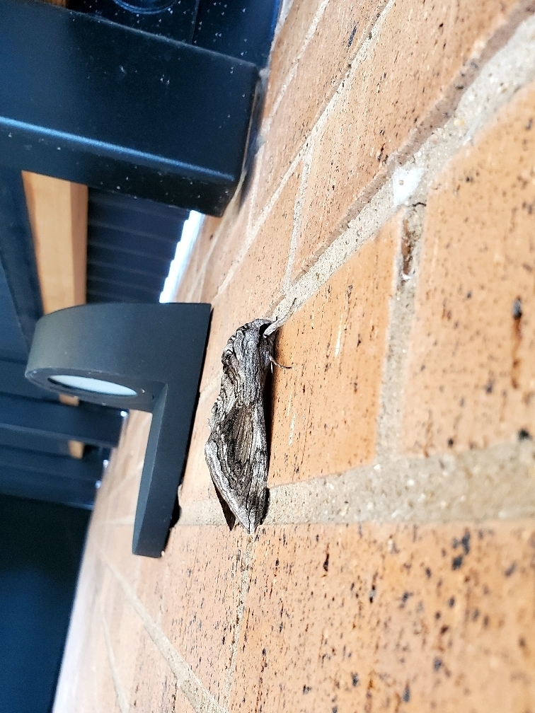 Five-spotted Hawk Moth from Oak Point, TX 75068, USA on September 27 ...