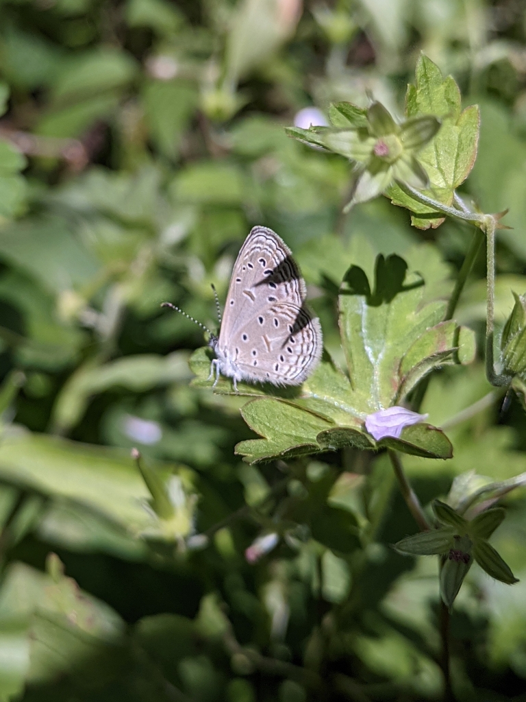 Tiny Grass Blue from Pithoragarh, IN-UT, IN on September 27, 2023 at 11 ...