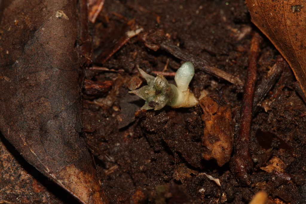 Oxygyne yamashitae from Yakushima National Park on September 18, 2023 ...