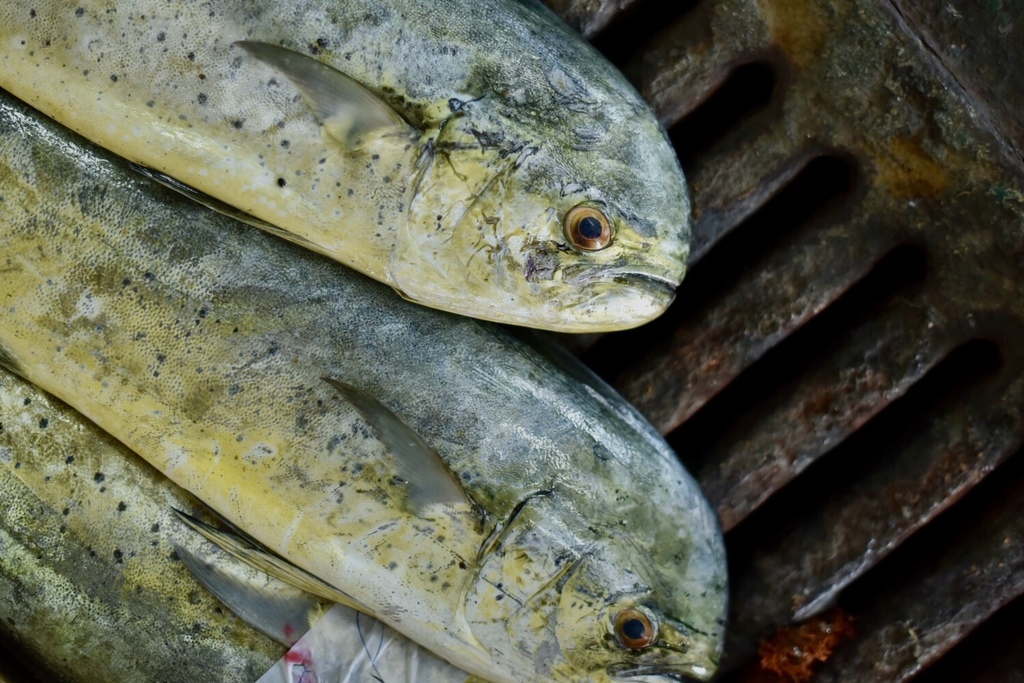Common Dolphinfish from 富岡街6巷31-1號, 臺東市, 台灣, TW on December 21, 2018 at ...