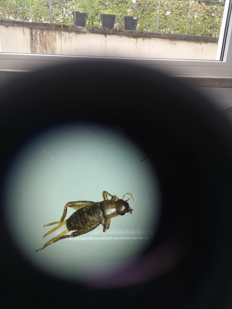 Scaly Crickets from Poggio San Lorenzo on September 27, 2023 at 03:38 ...